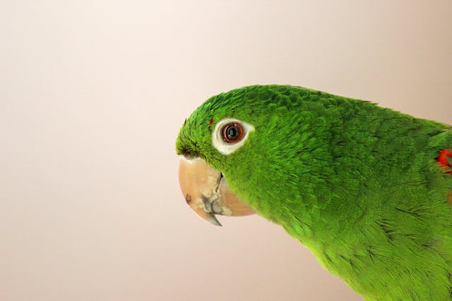 The Poisoned Parrot – Tranquille Therapy